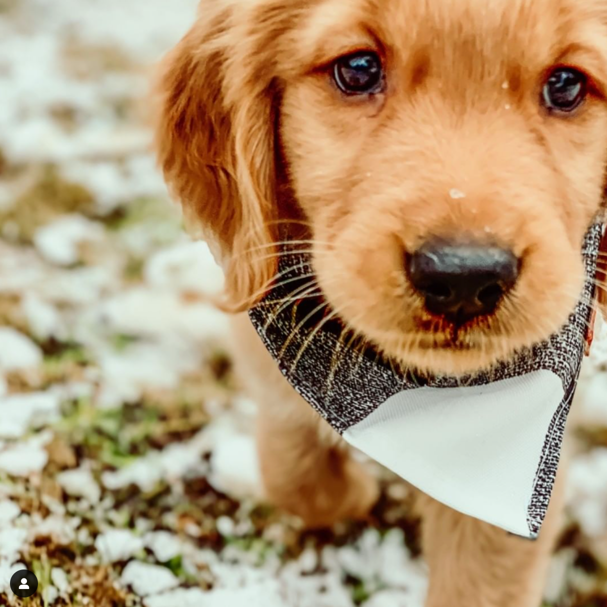 How to Select Your New Puppy – Murphy and Max