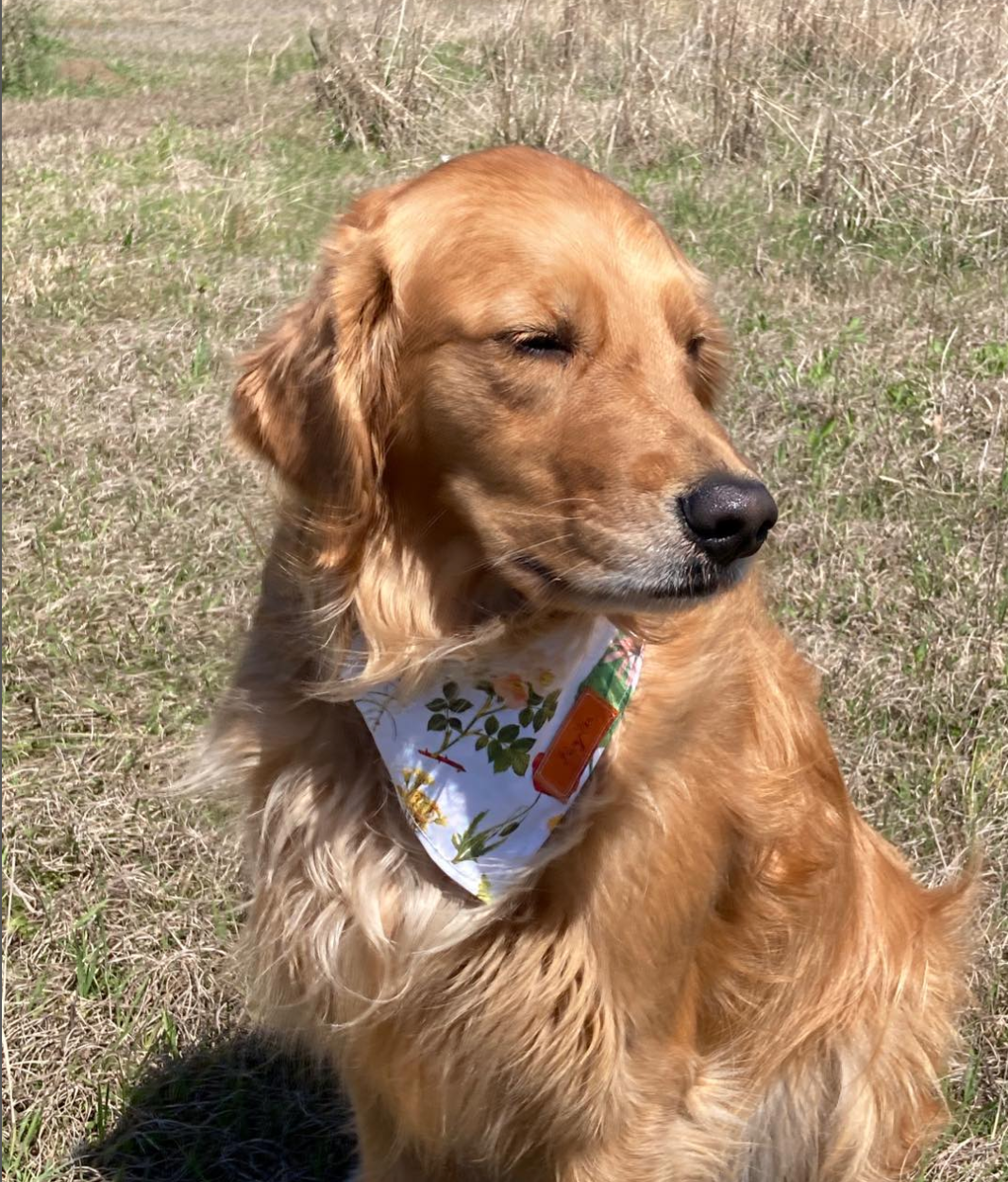 Golden Retriever Wearing a Personalized Dog Bandana – Murphy and Max